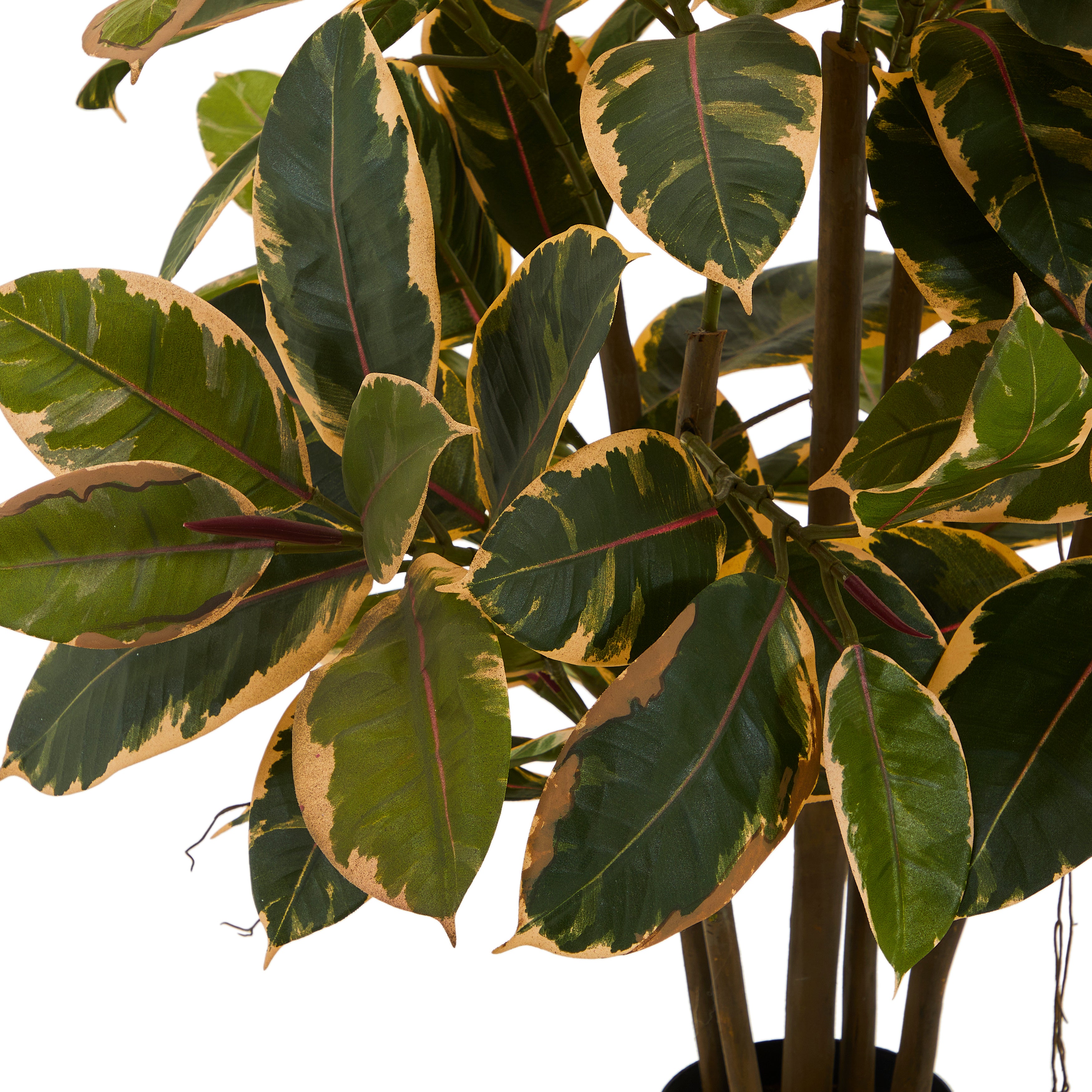 Faux Rubber Tree in Black Planter - Gil & Roy Props