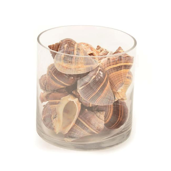 Tan Glass Cylinder with Sea Shells (A+D) - Gil & Roy Props